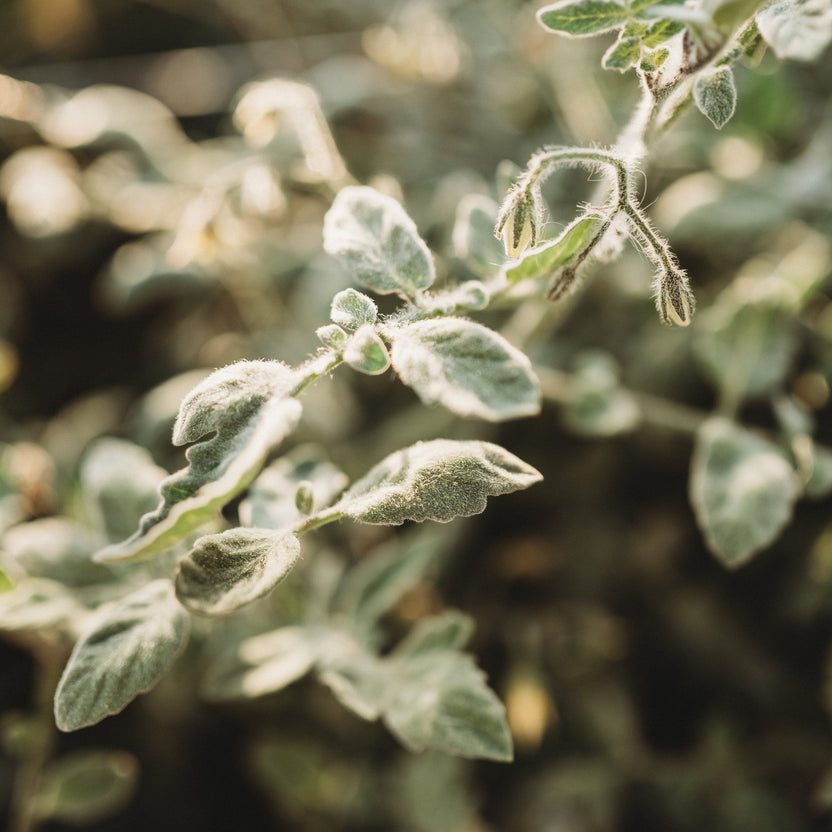 Woolly Kate Tomato - Thresh Seed Co.