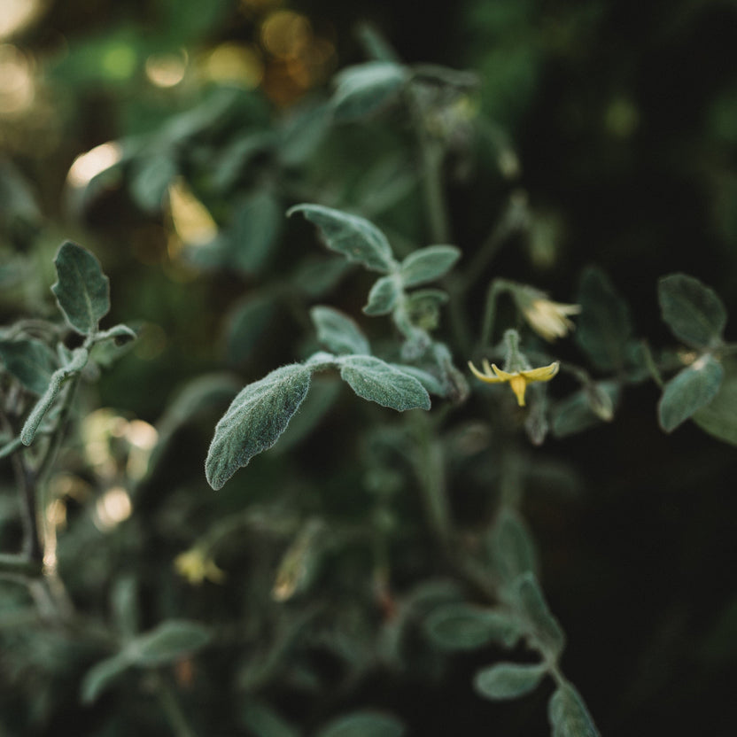 Woolly Kate Tomato - Thresh Seed Co.