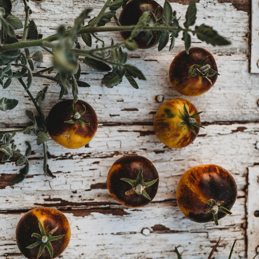 Woolly Kate Tomato - Thresh Seed Co.