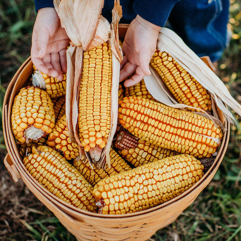 Field Corn - Thresh Seed Co.