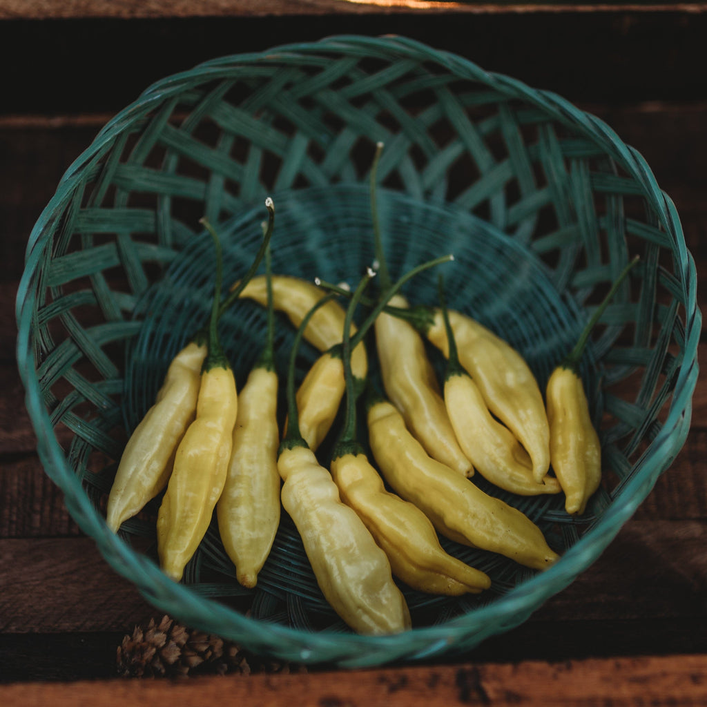 Aji Pineapple Peruvian Chile Pepper – Thresh Seed Co.