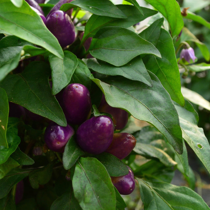 Aurora Pepper Seeds - Thresh Seed Co.