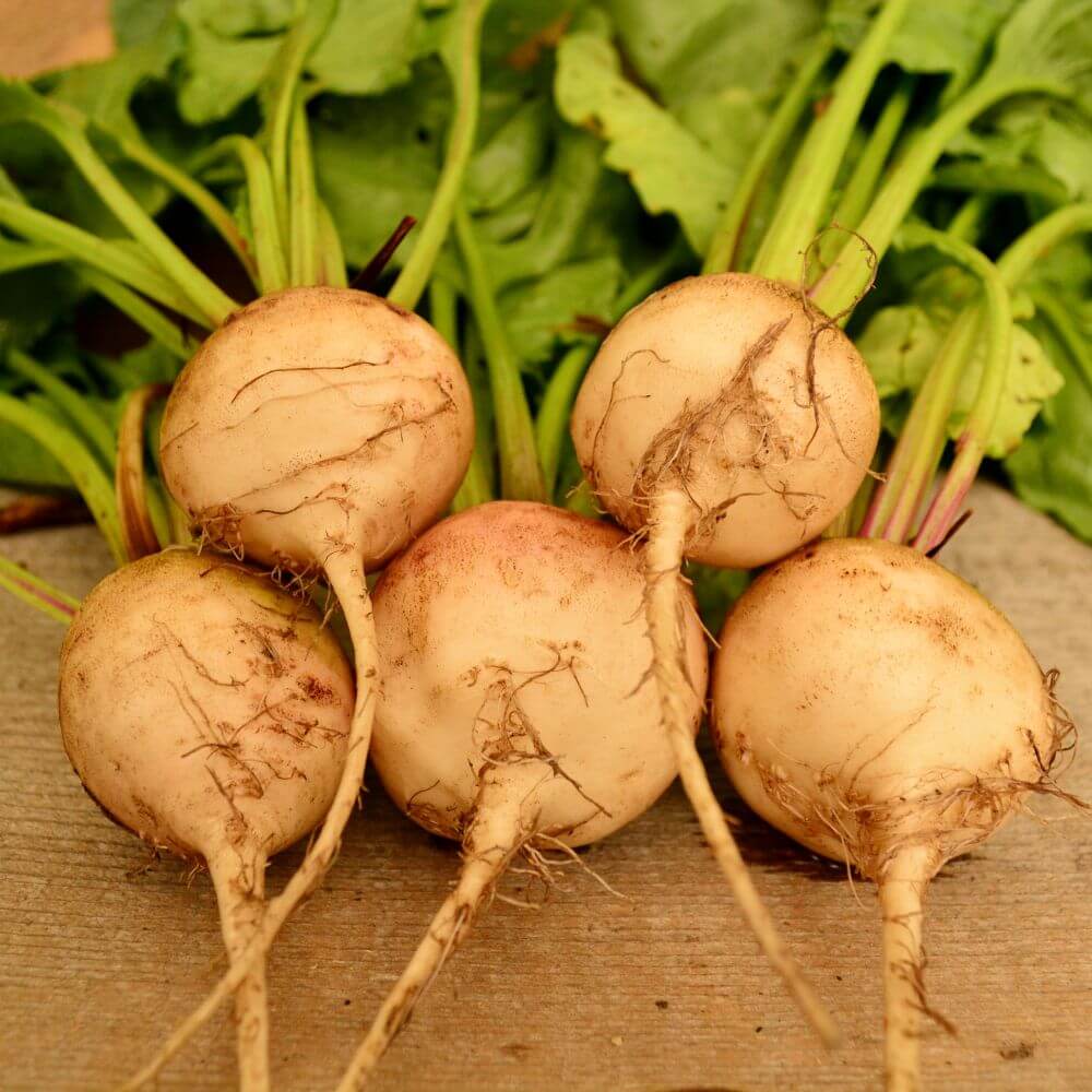 Heirloom Beet Varieties – Thresh Seed Co.