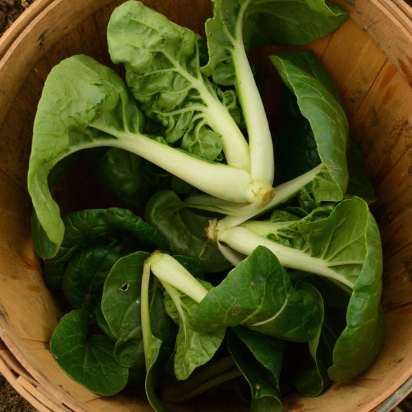 Baby Milk Pak Choi – Thresh Seed Co.