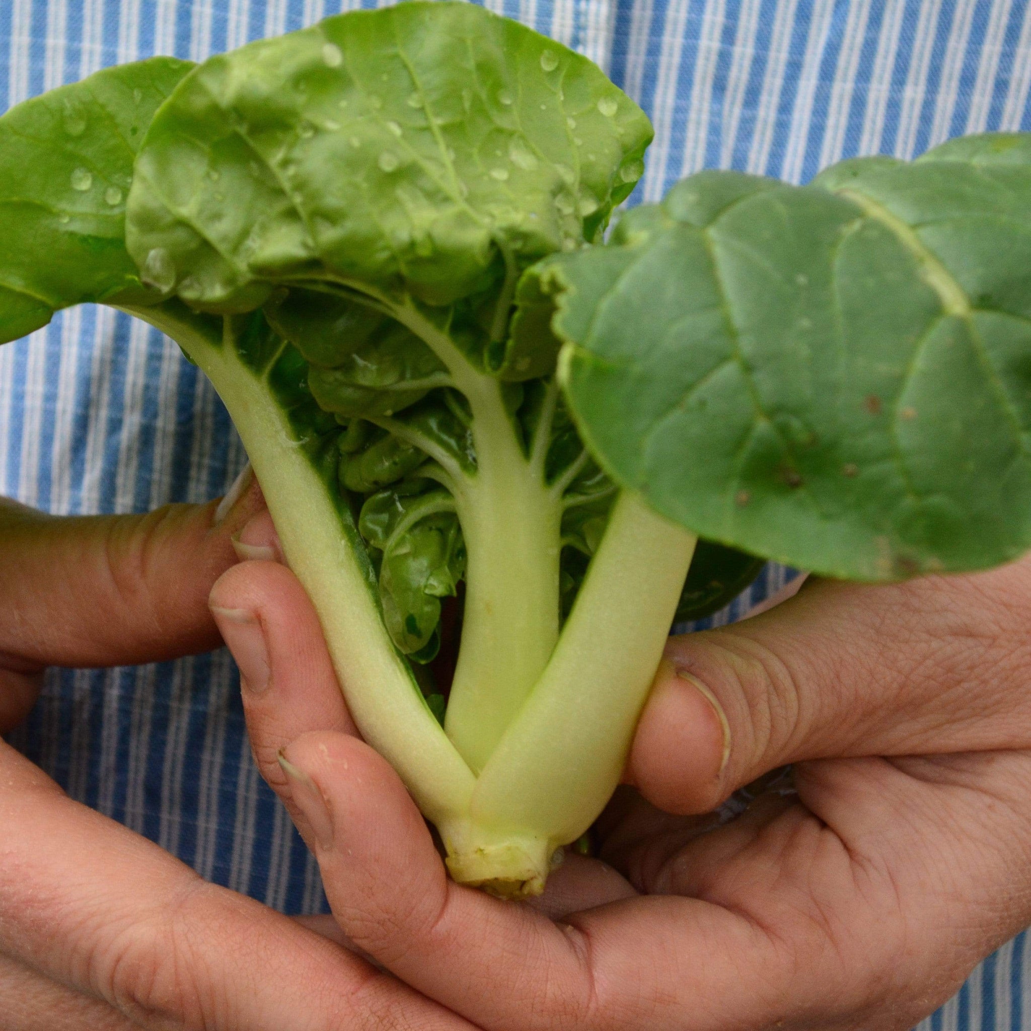 Baby Milk Pak Choi - Thresh Seed Co.