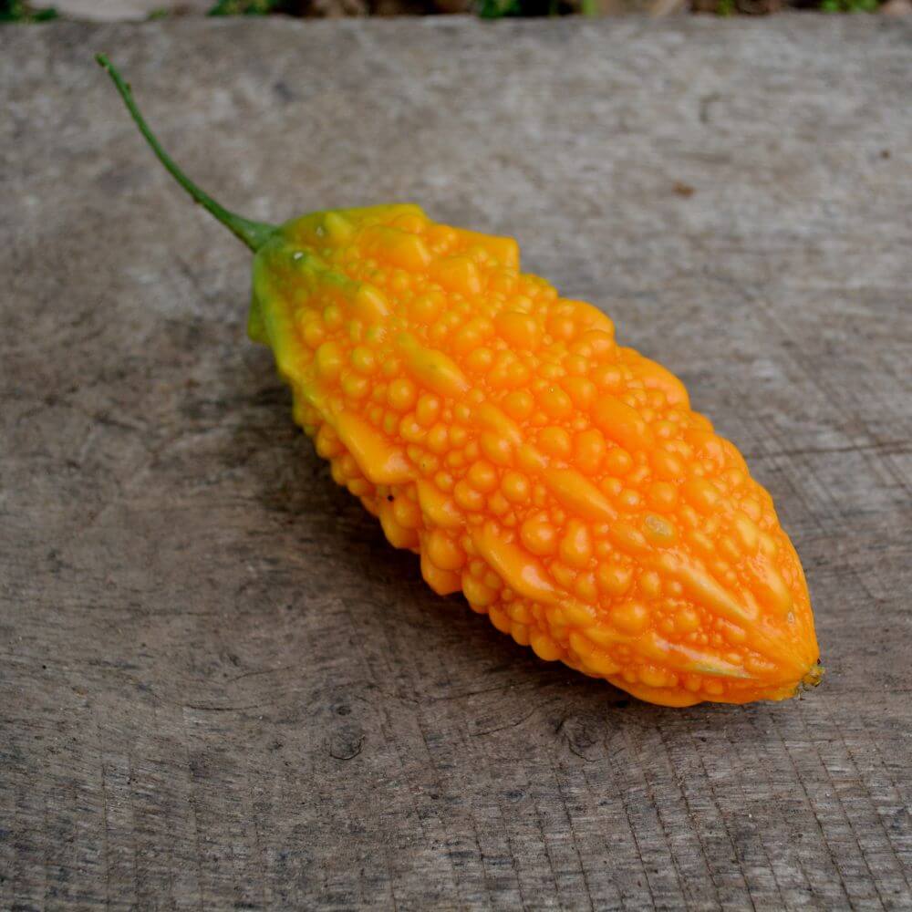 Balsam Pear (Bitter Melon) - Thresh Seed Co.