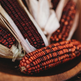 Field Corn - Thresh Seed Co.