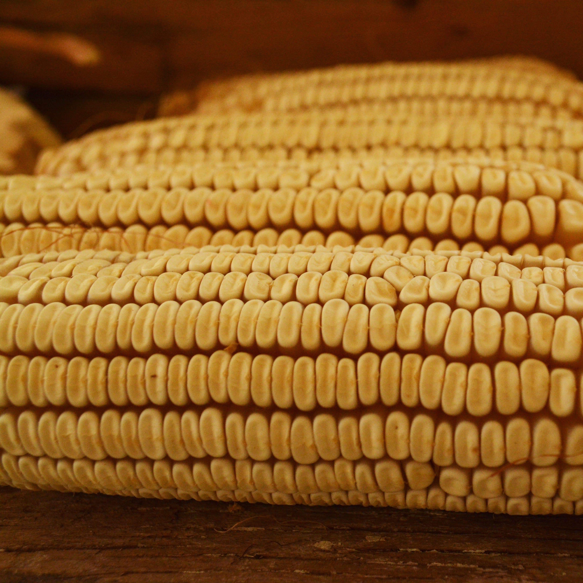 White Corn Seeds