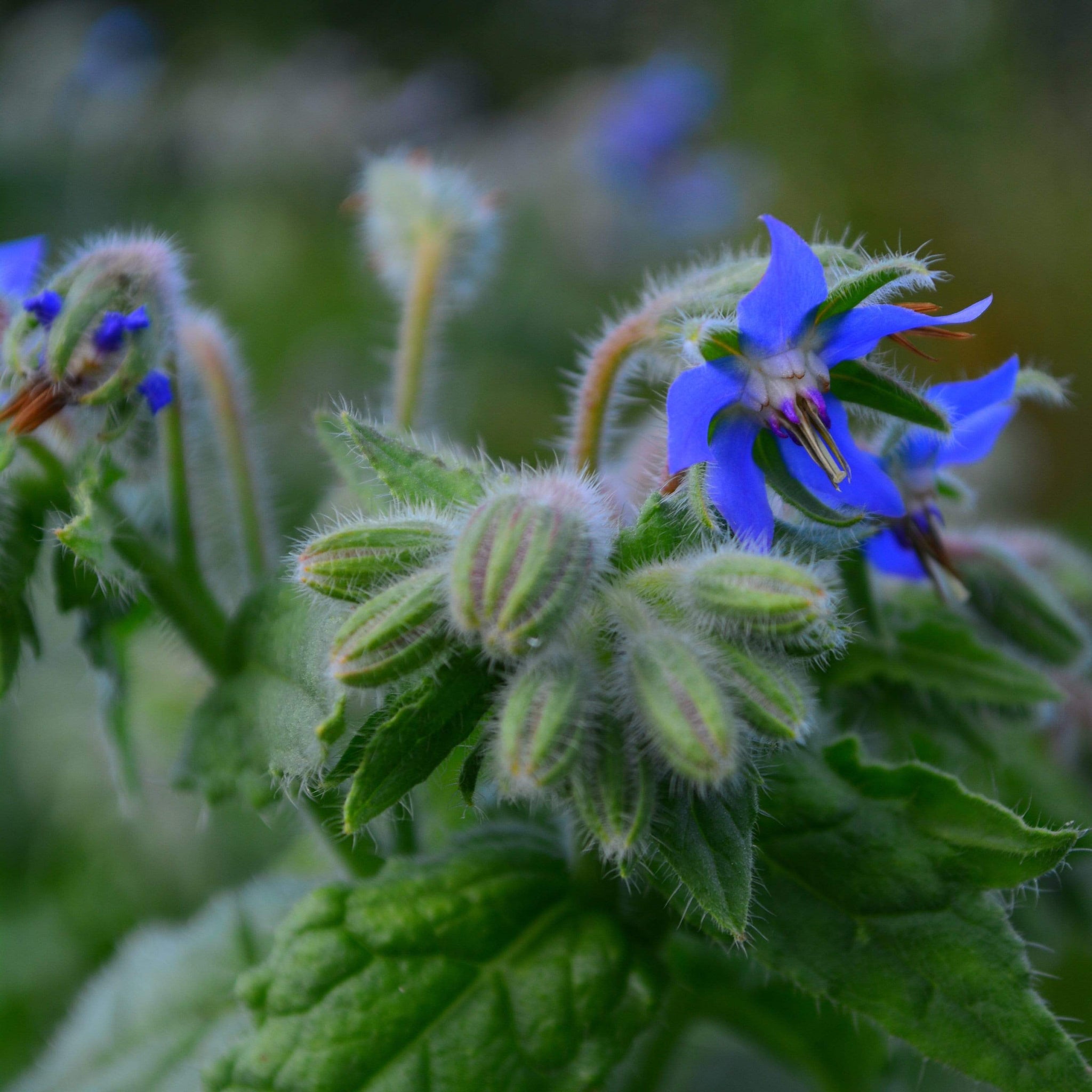 Borage - Thresh Seed Co.