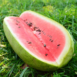 Charleston Gray Watermelon – Thresh Seed Co.
