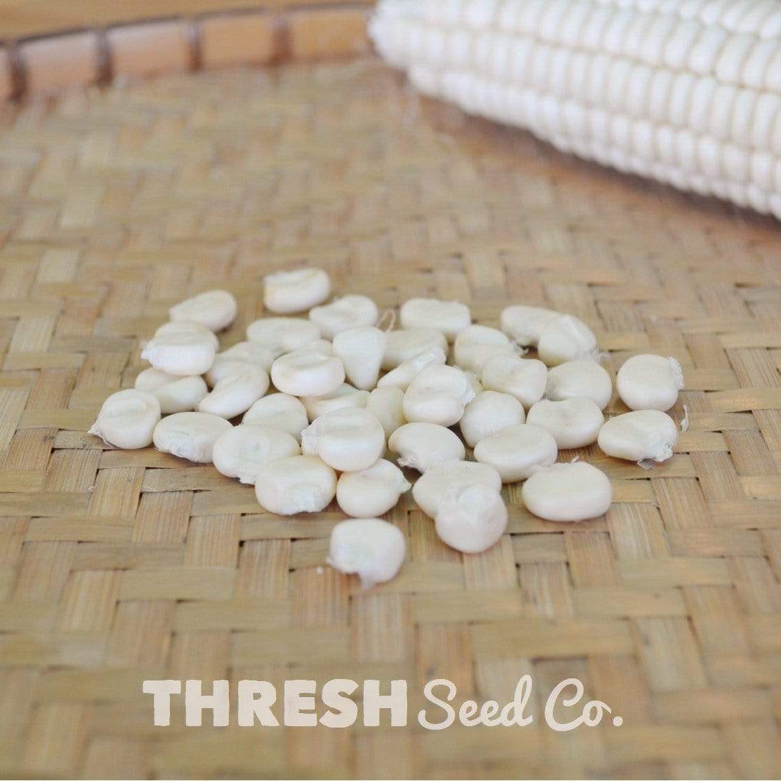 Cherokee Flour Corn - Thresh Seed Co.