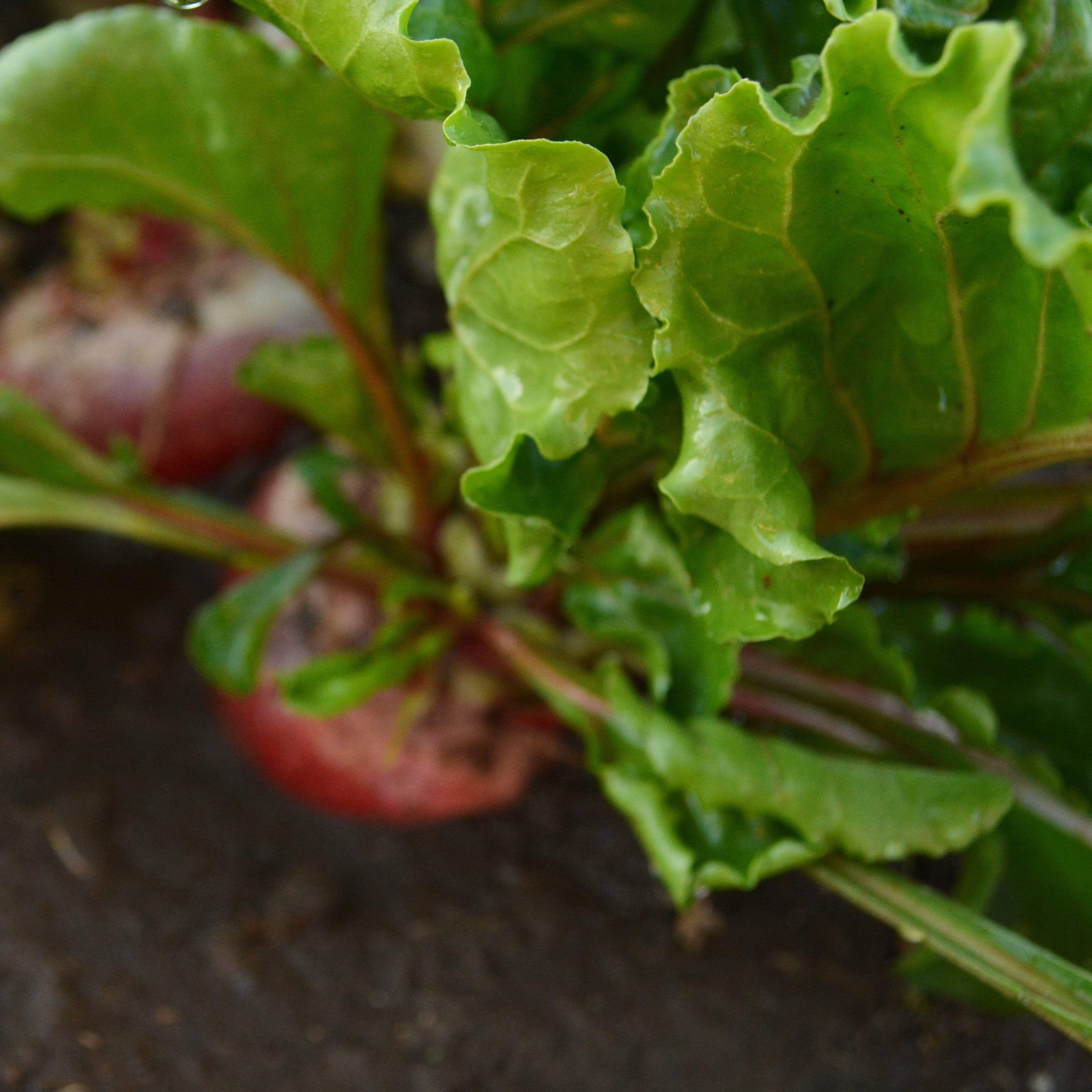 Chioggia Beet - Thresh Seed Co.