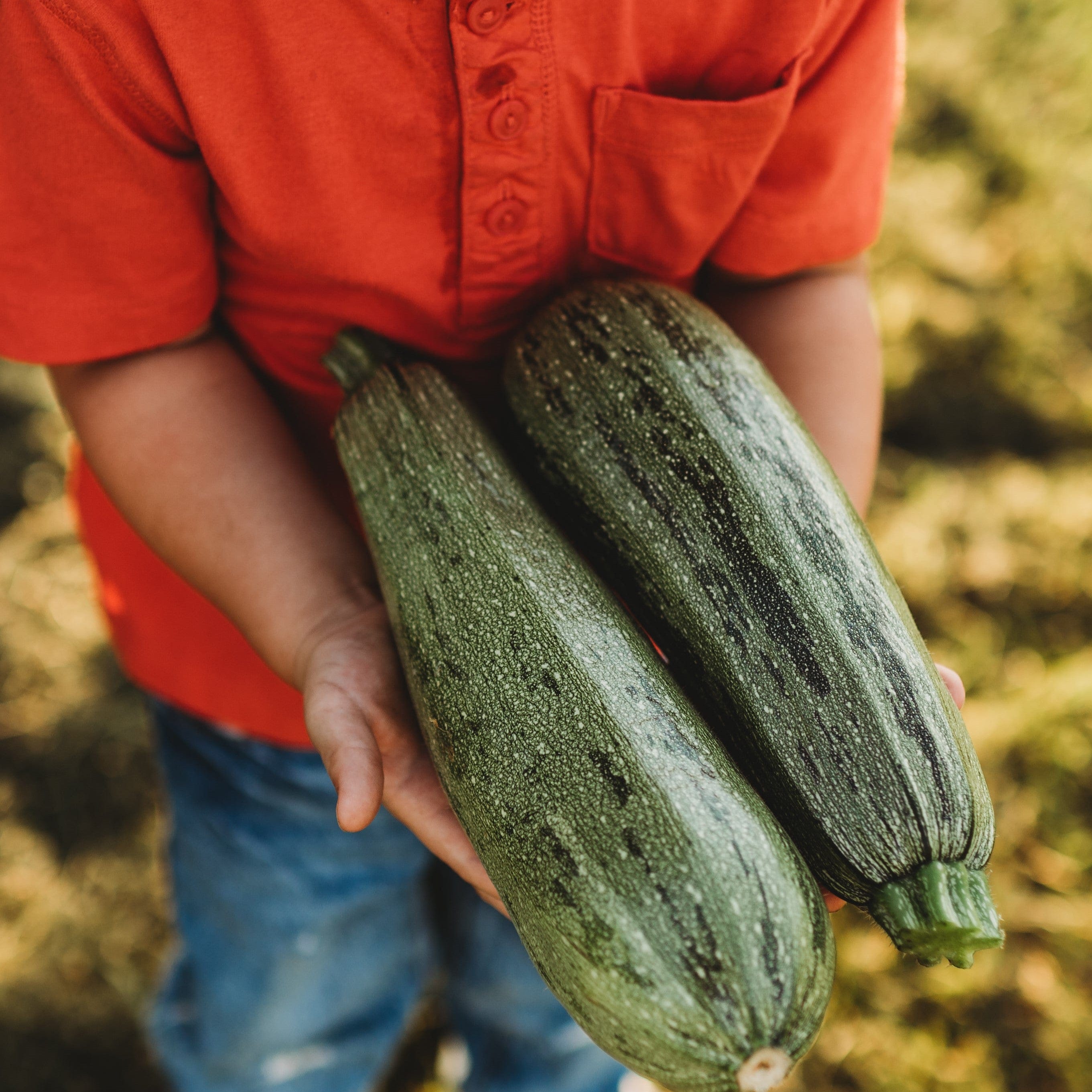 Cocozelle Zucchini - Thresh Seed Co.