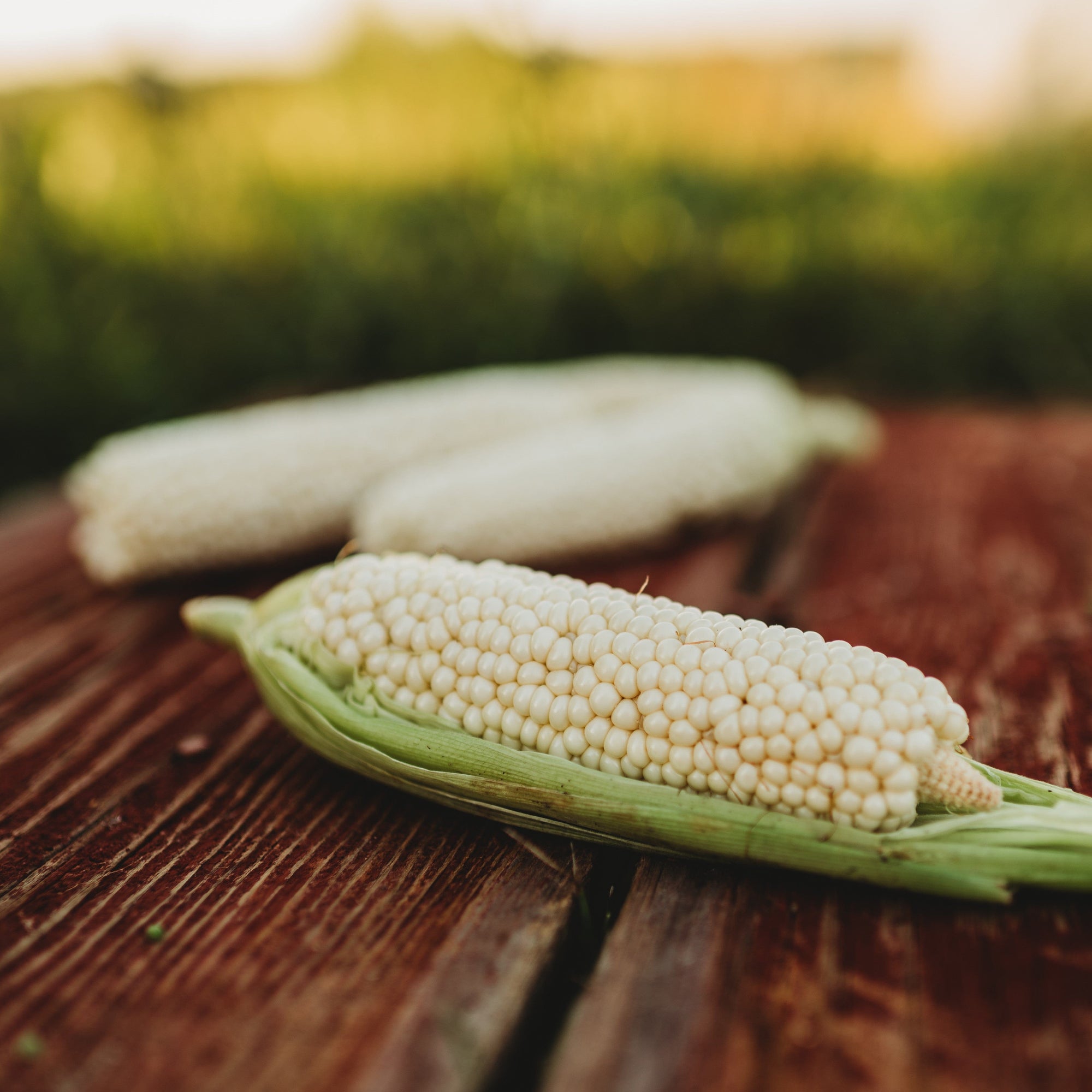 Country Gentleman (White Shoepeg) Sweet Corn - Thresh Seed Co.