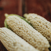 Pennsylvania Dutch Crookneck Squash - Thresh Seed Co.