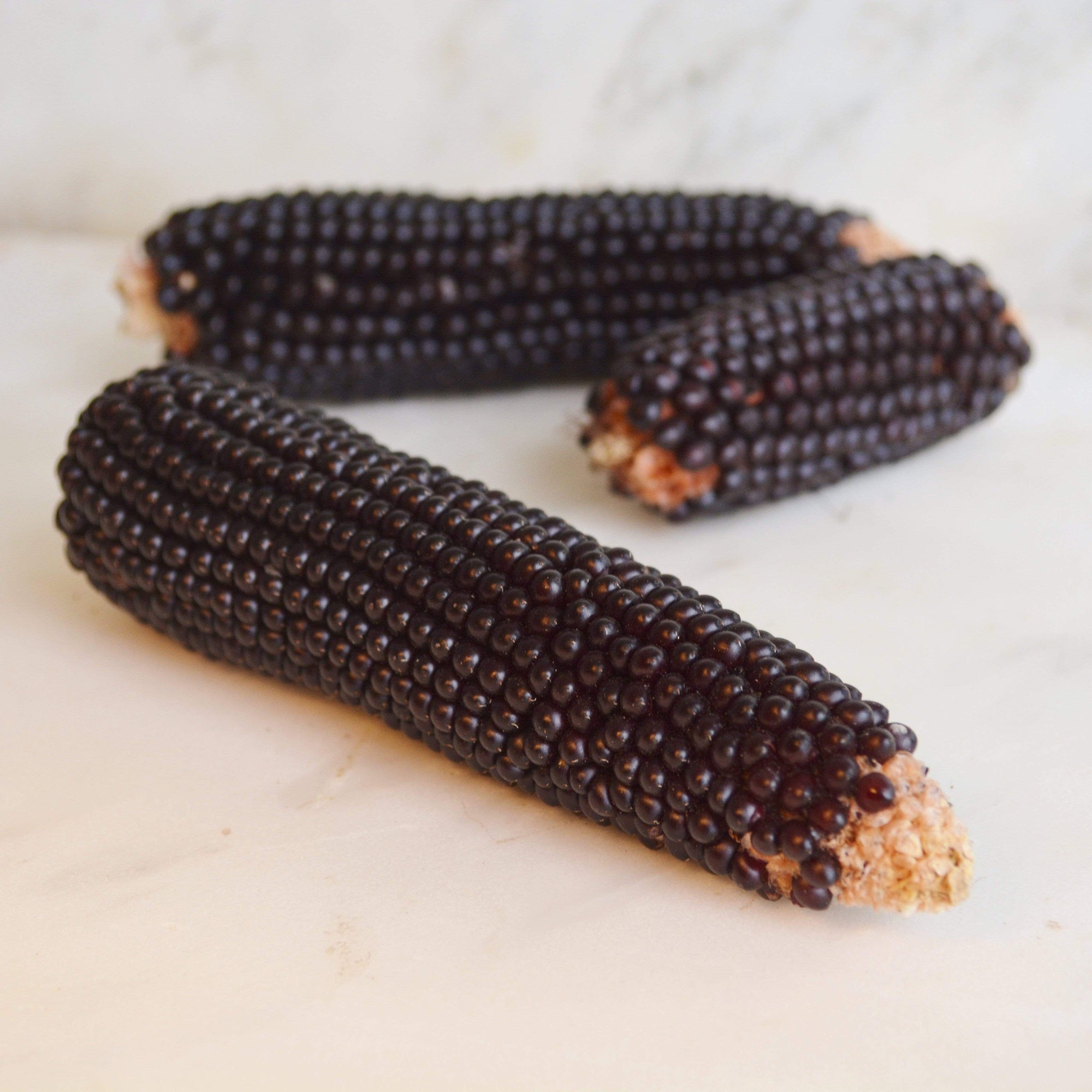 corn with black centre