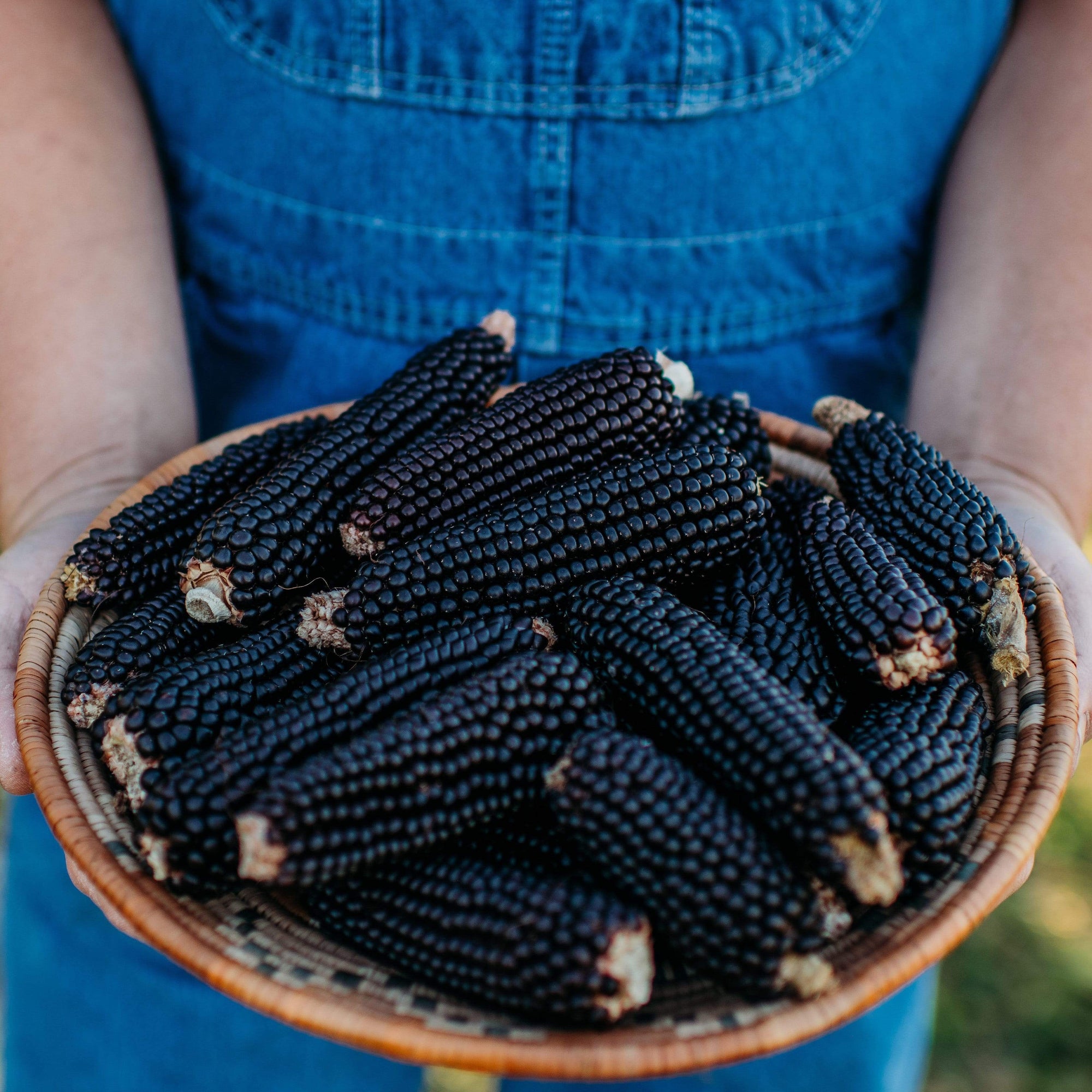 Dakota Black Popcorn - Thresh Seed Co.
