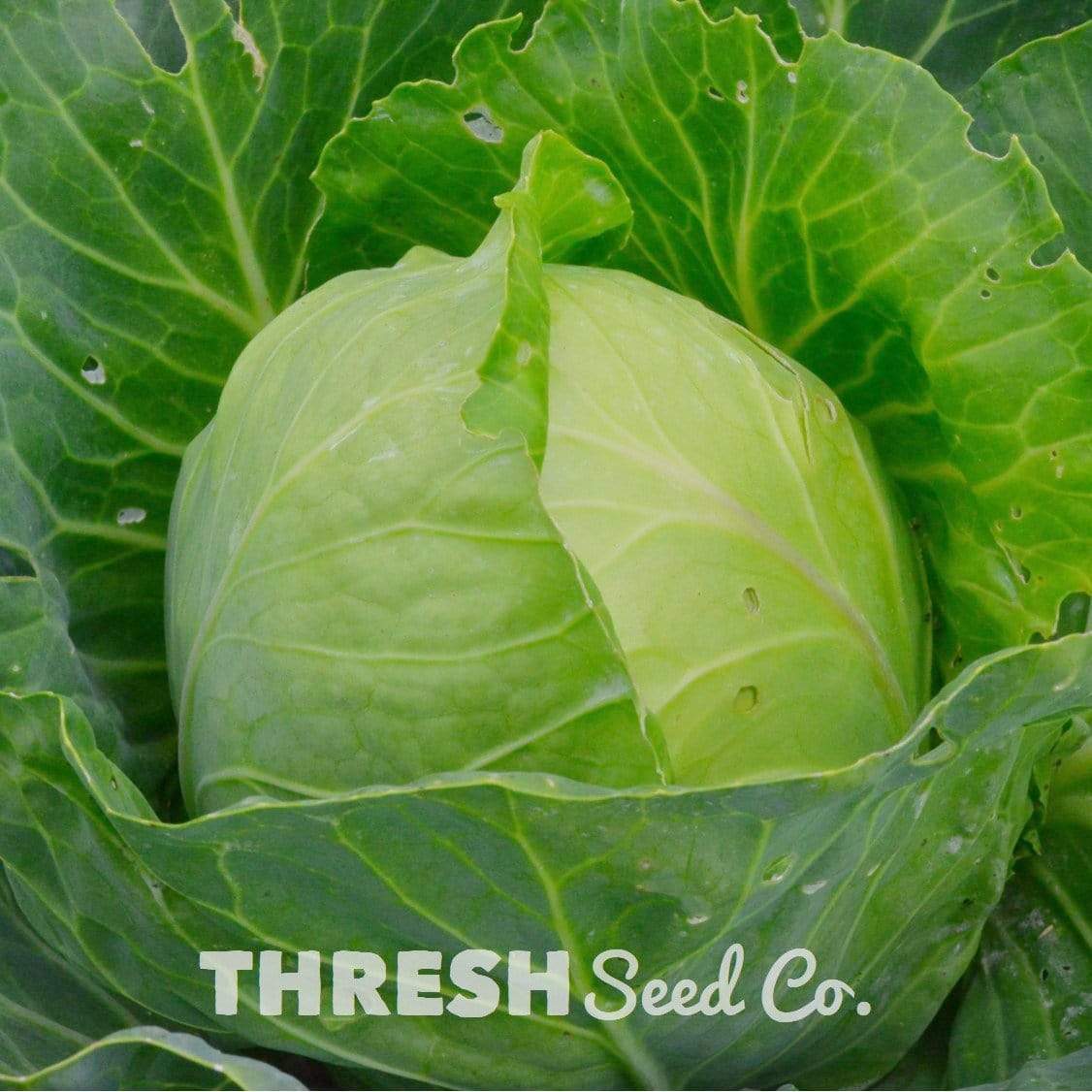 Danish Ballhead Cabbage – Thresh Seed Co.