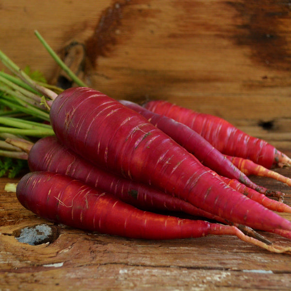 Dragon Carrot – Thresh Seed Co.
