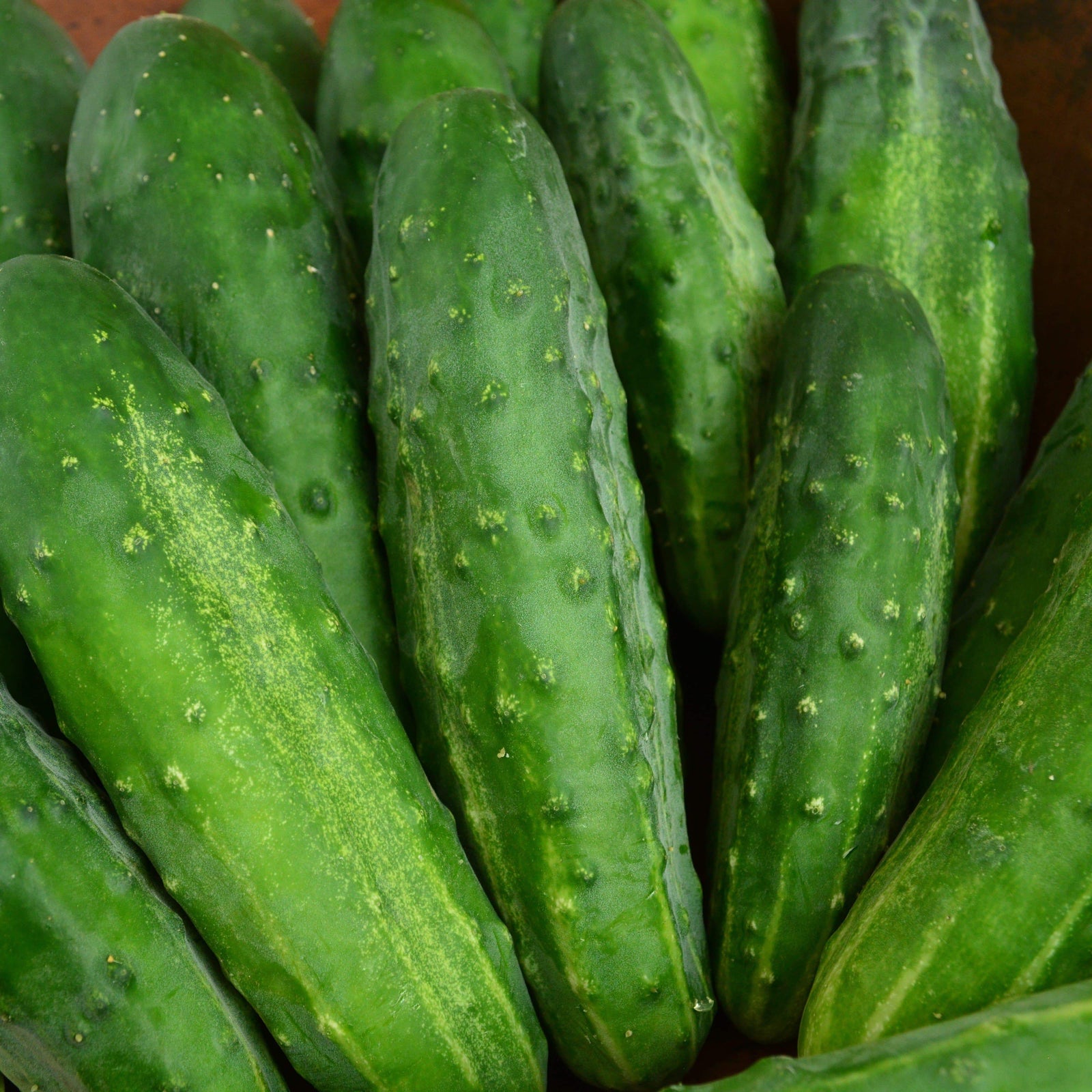 Early Fortune Heirloom Cucumber- Thresh Seed Co.