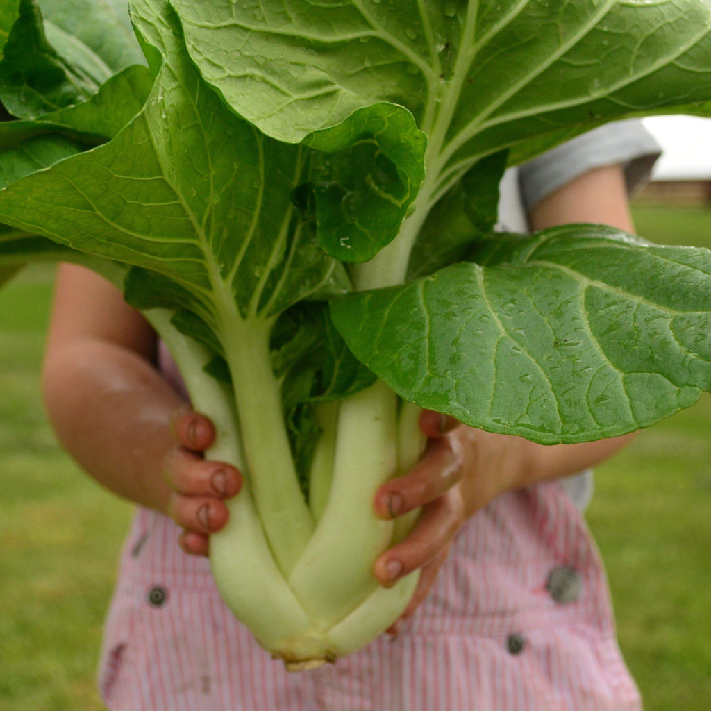 Early Giant Pac Choi (Bok Choy) – Thresh Seed Co.