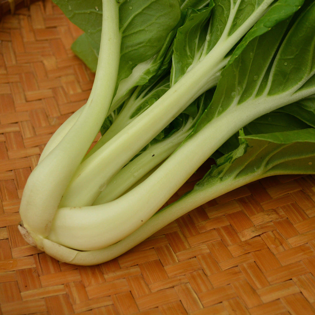 Early Giant Pac Choi (Bok Choy) – Thresh Seed Co.
