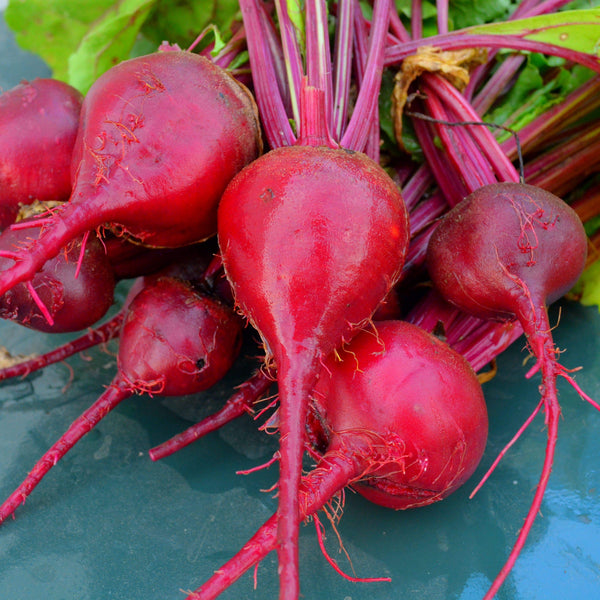Early Wonder Beet – Thresh Seed Co.