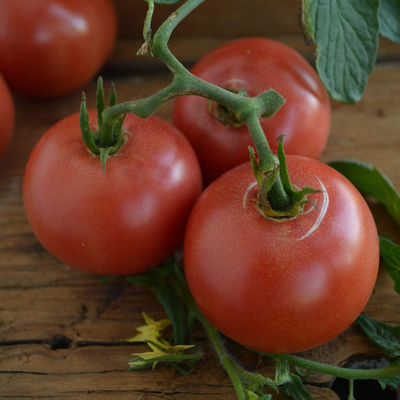Eva Purple Ball Tomato - Thresh Seed Co.