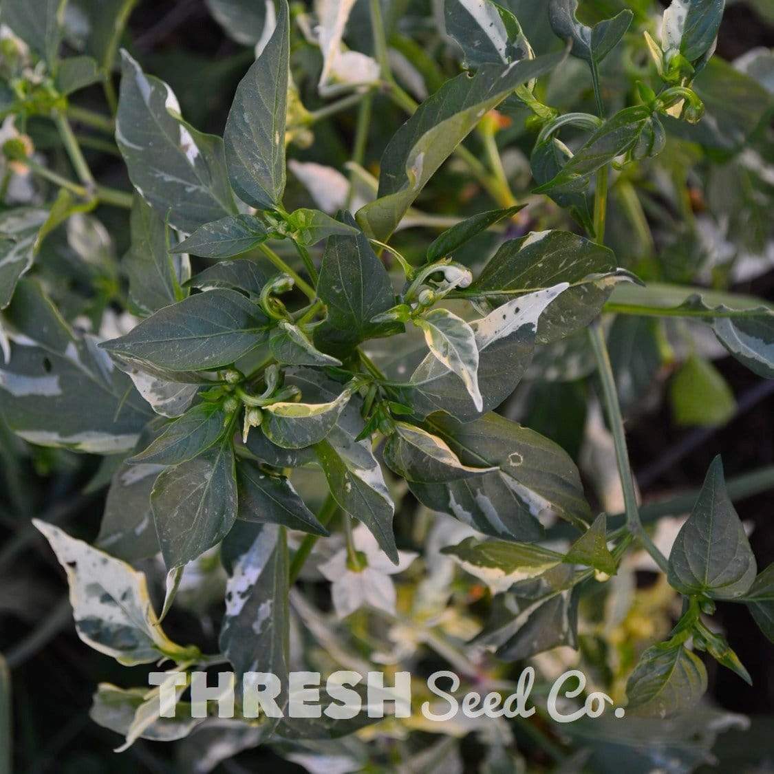 Fish Pepper Seeds - Thresh Seed Co.