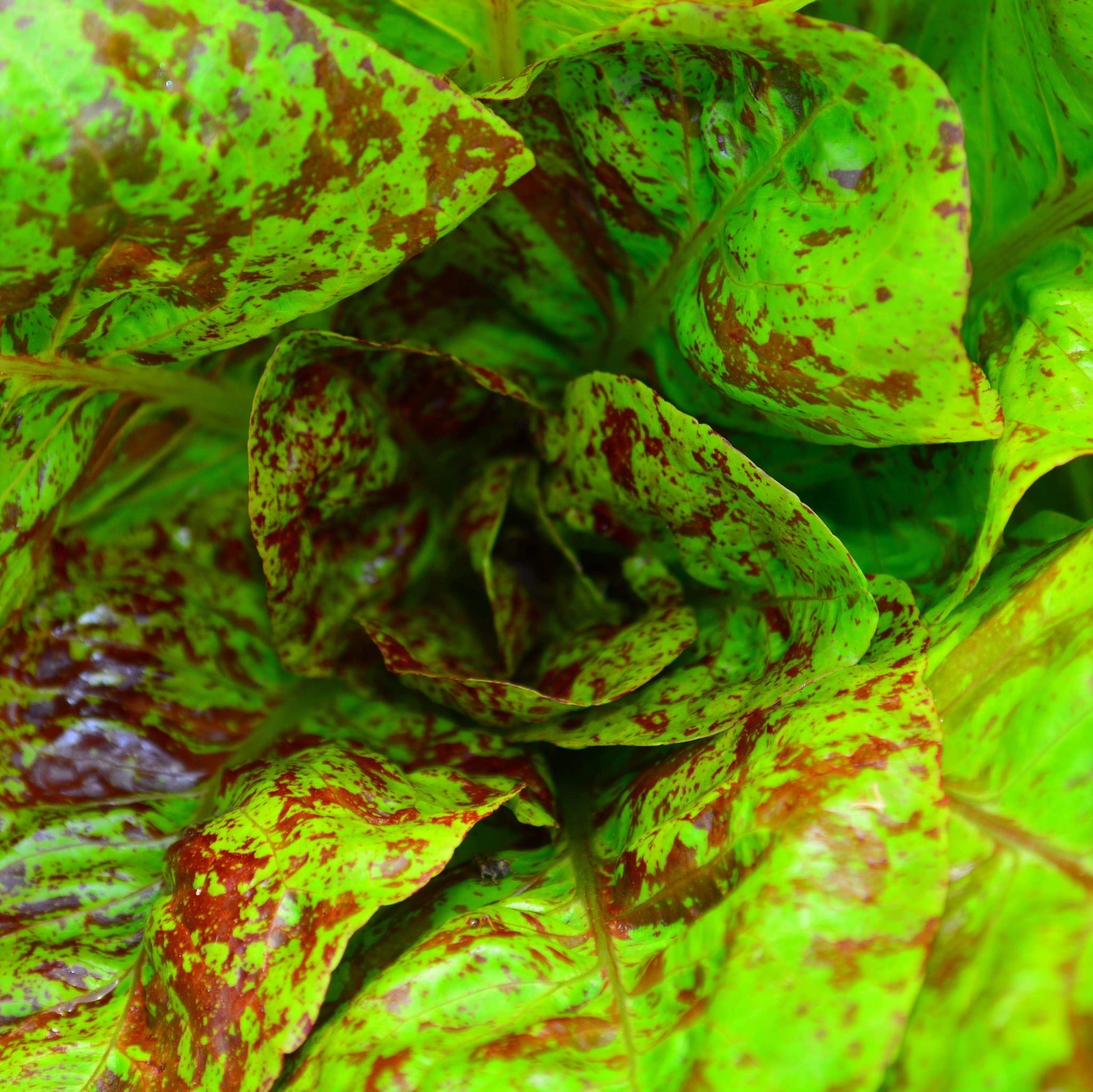 Freckles Lettuce – Thresh Seed Co.