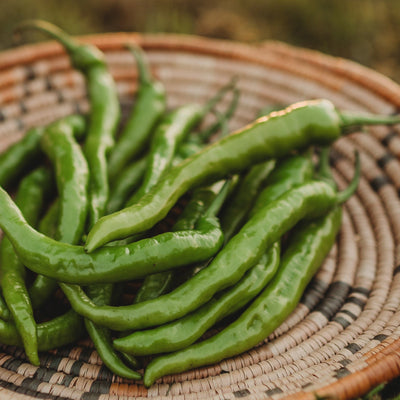 Fushimi Japanese Pepper - Thresh Seed Co.