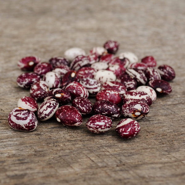 Heirloom Bean Seeds- Thresh Seed Co.