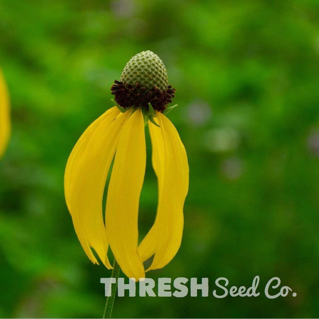 Gray-Headed Coneflower – Thresh Seed Co.