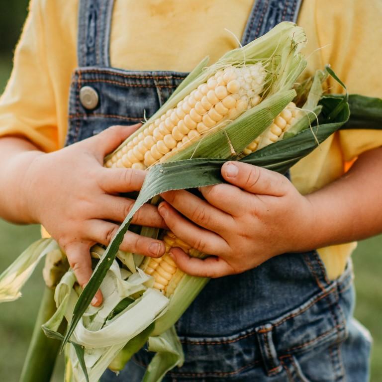 Heirloom Corn Seeds Tagged "Native American"- Thresh Seed Co.