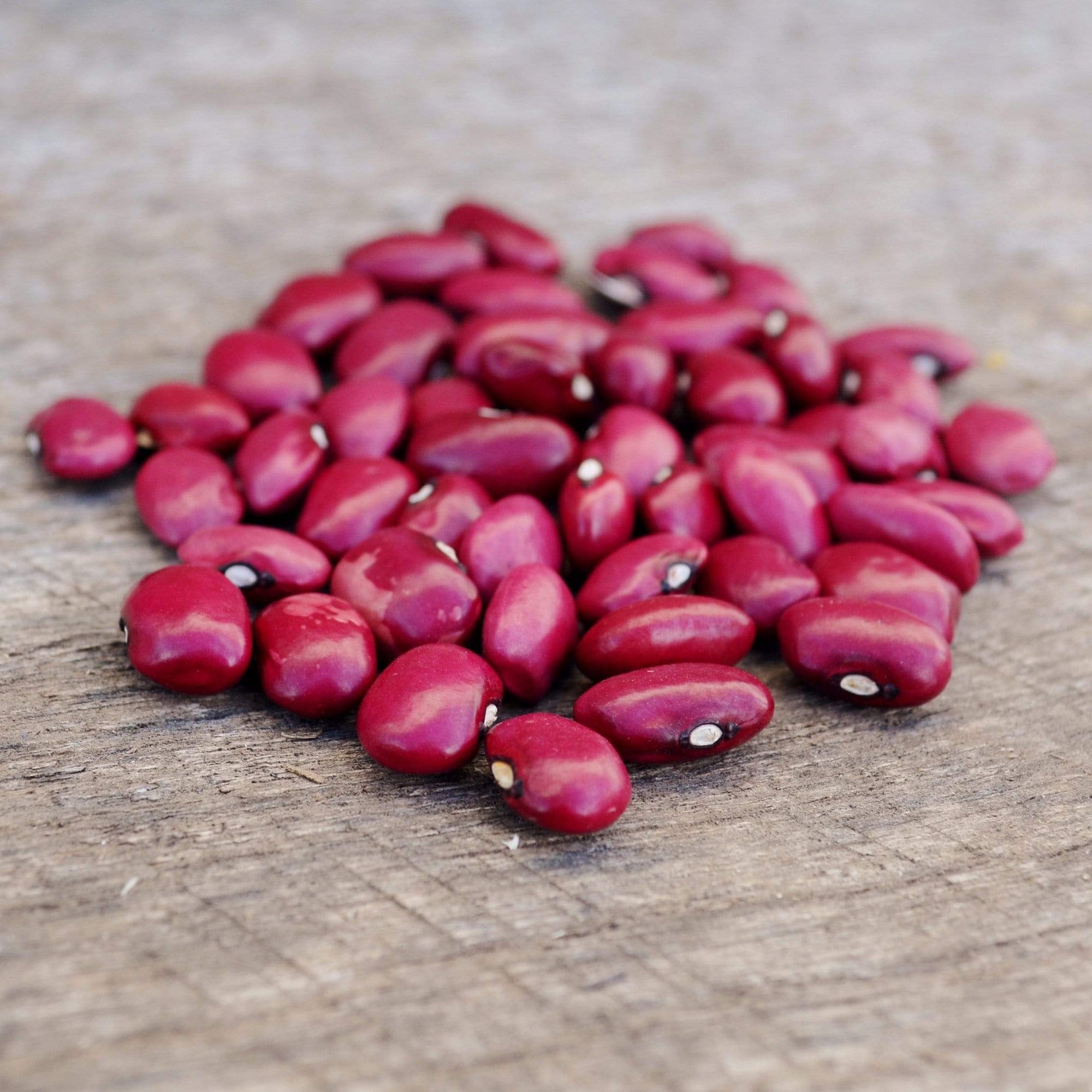 Hidatsa Red Shelling Bean - Thresh Seed Co.