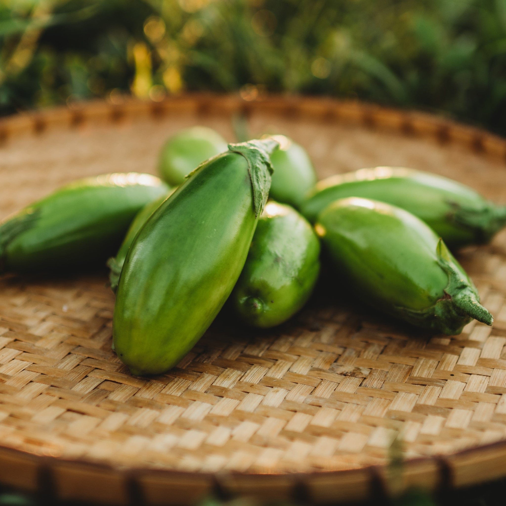 Jilo Comprido Verde Claro – Thresh Seed Co.