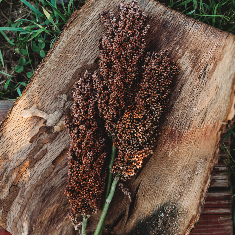 Heirloom Sorghum Seeds - Thresh Seed Co.