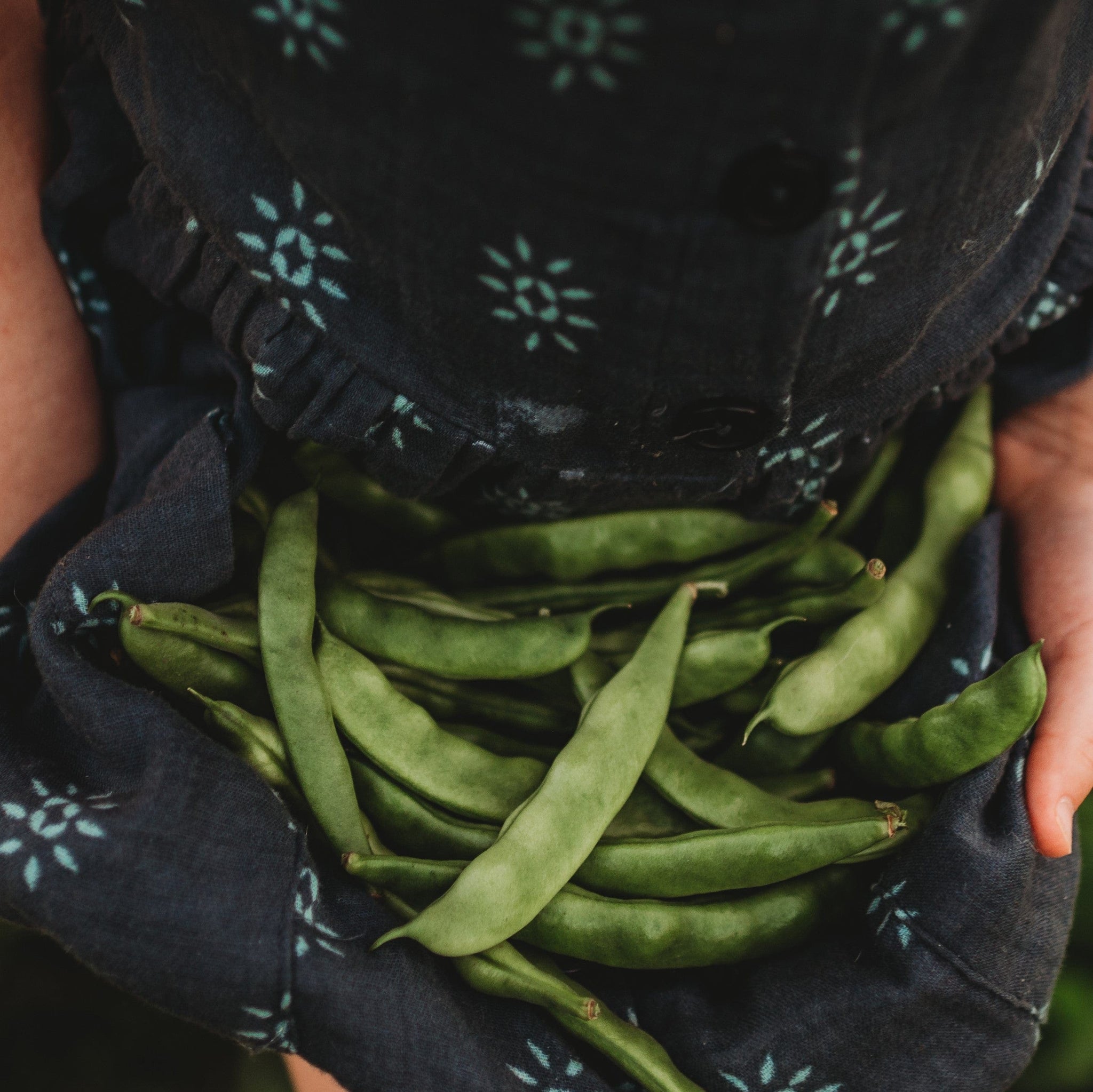 Lazy Wife Greasy Bean – Thresh Seed Co.