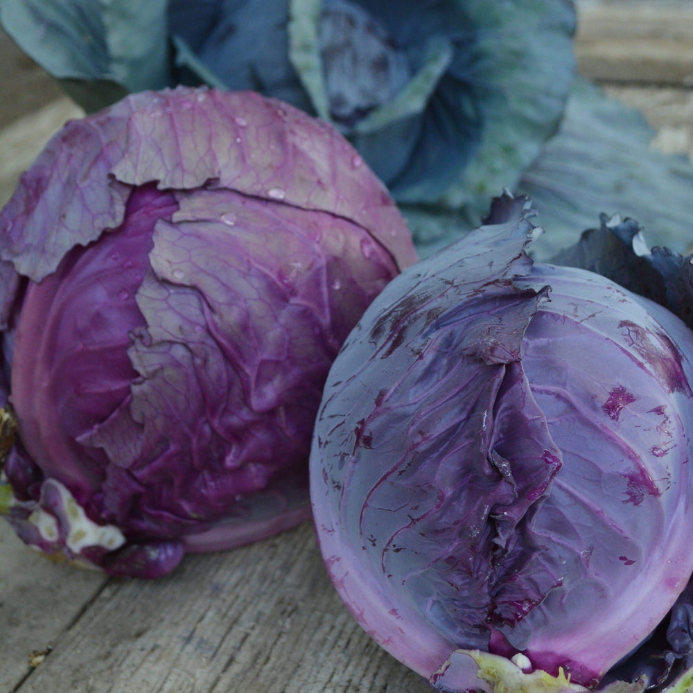 Heirloom Cabbage Seeds- Thresh Seed Co.