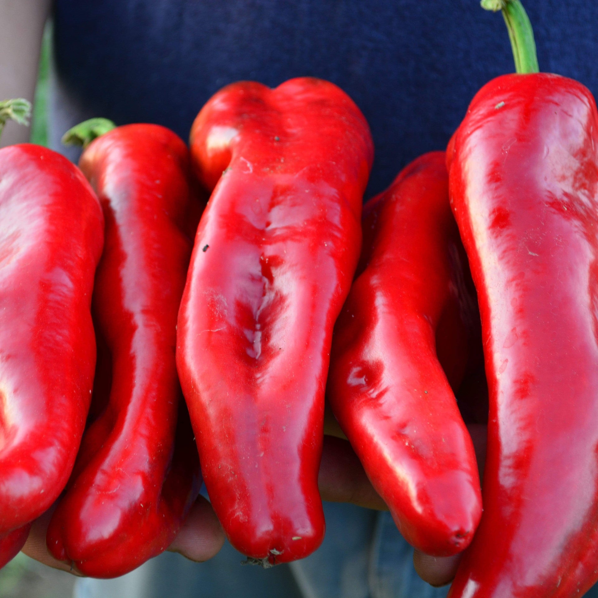 Marconi Red Sweet Pepper- Thresh Seed Co.