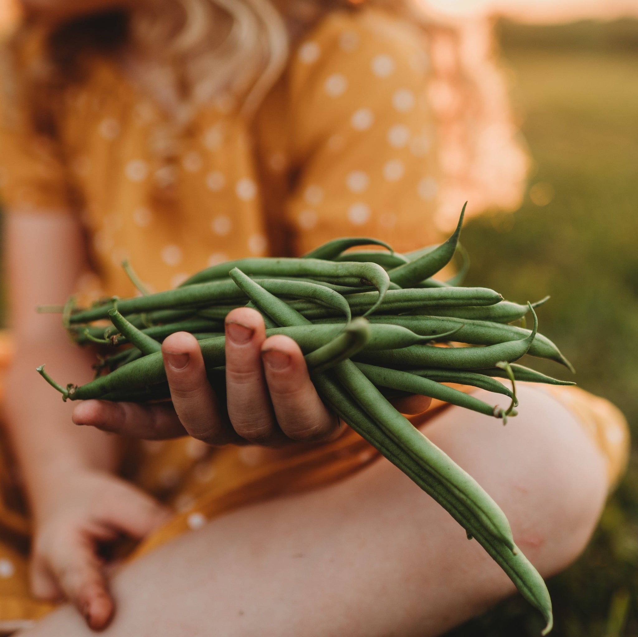 Mascotte Snap Green Bean - Thresh Seed Co.