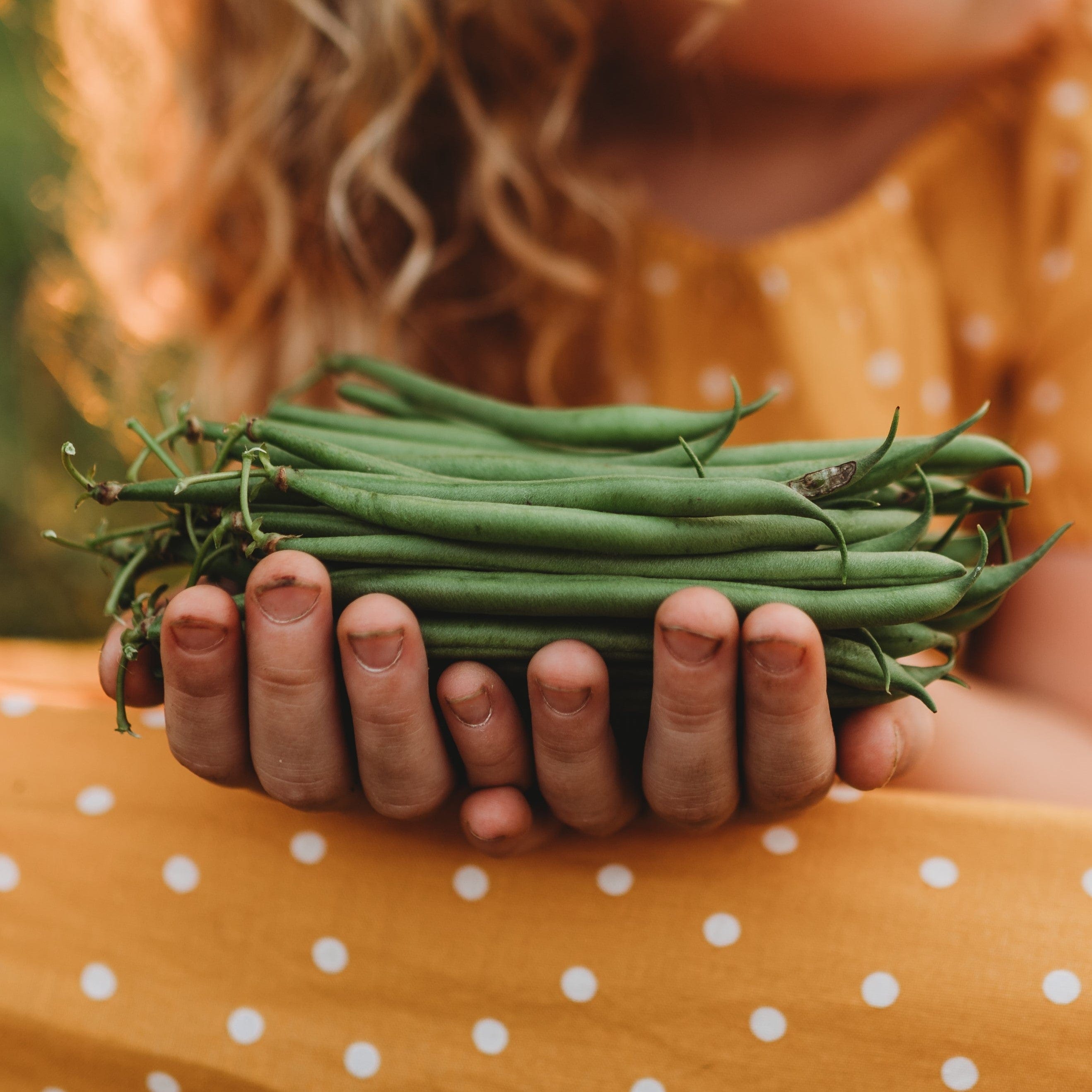 Heirloom Green Bean Seeds/Snap Bean Seeds - Thresh Seed Co.