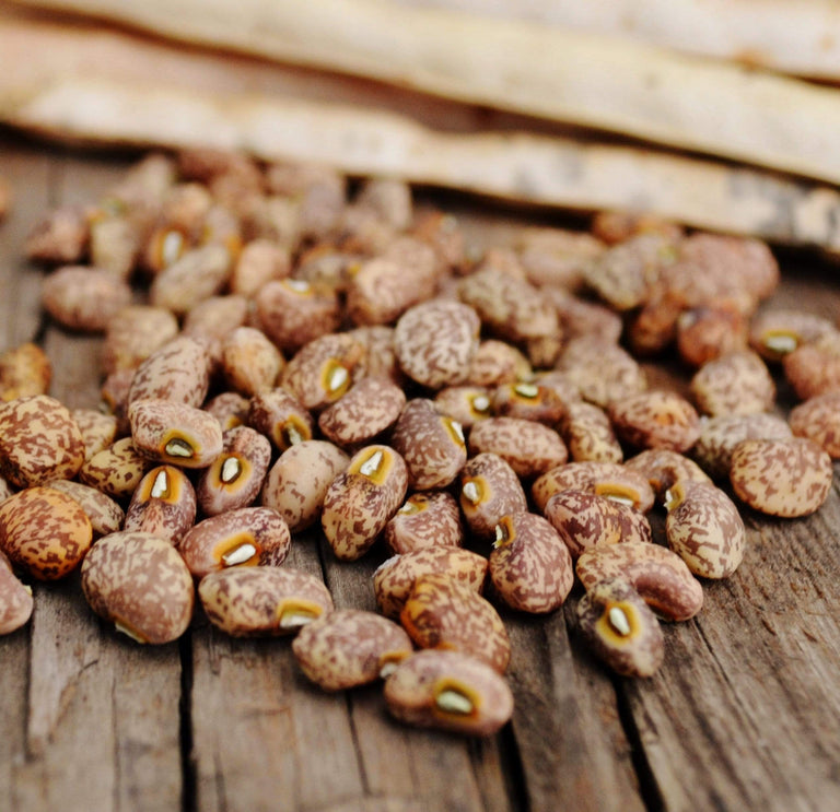 Heirloom Cowpea/ Southern Pea Seeds - Thresh Seed Co.