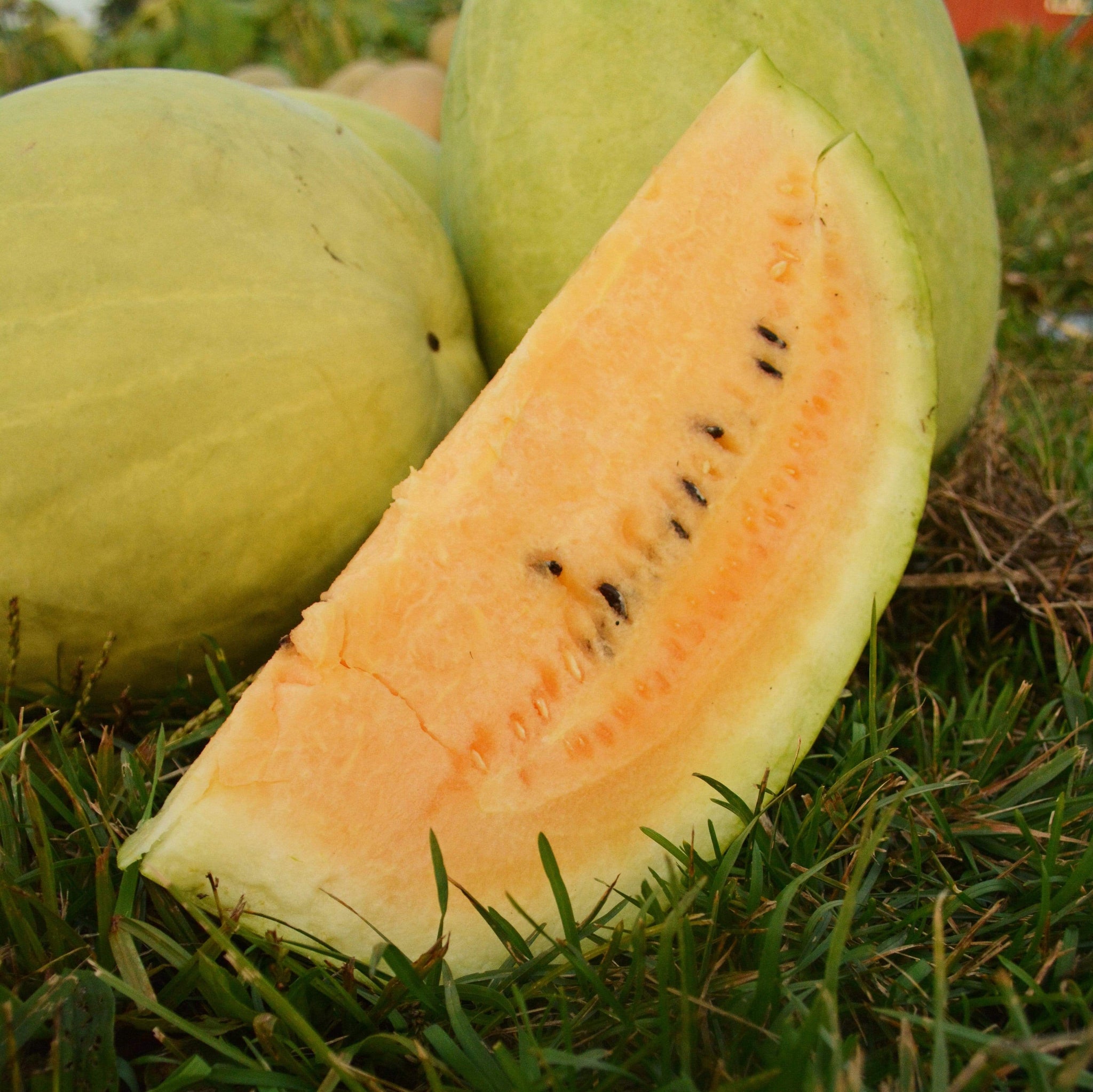 Missouri Heirloom Watermelon - Thresh Seed Co.