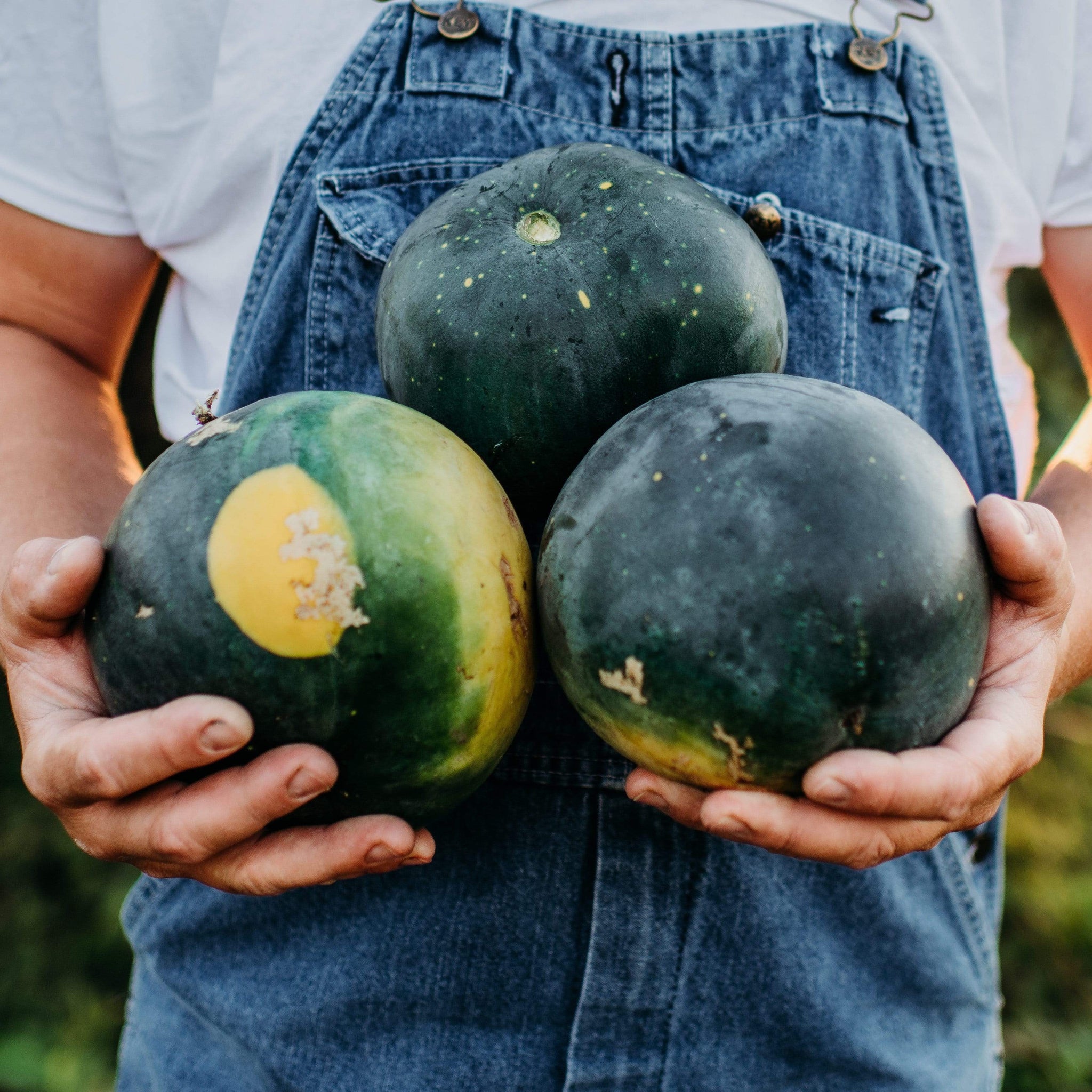 Moon and Stars Watermelon - Thresh Seed Co.
