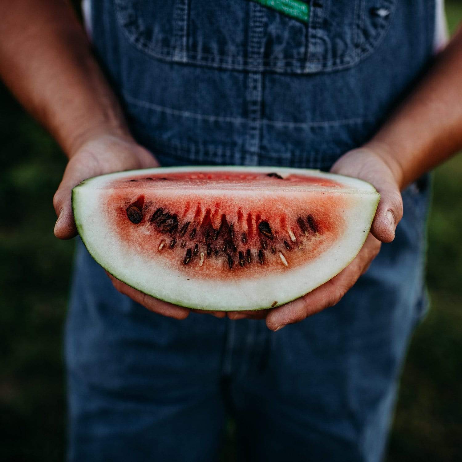 Moon and Stars Watermelon - Thresh Seed Co.