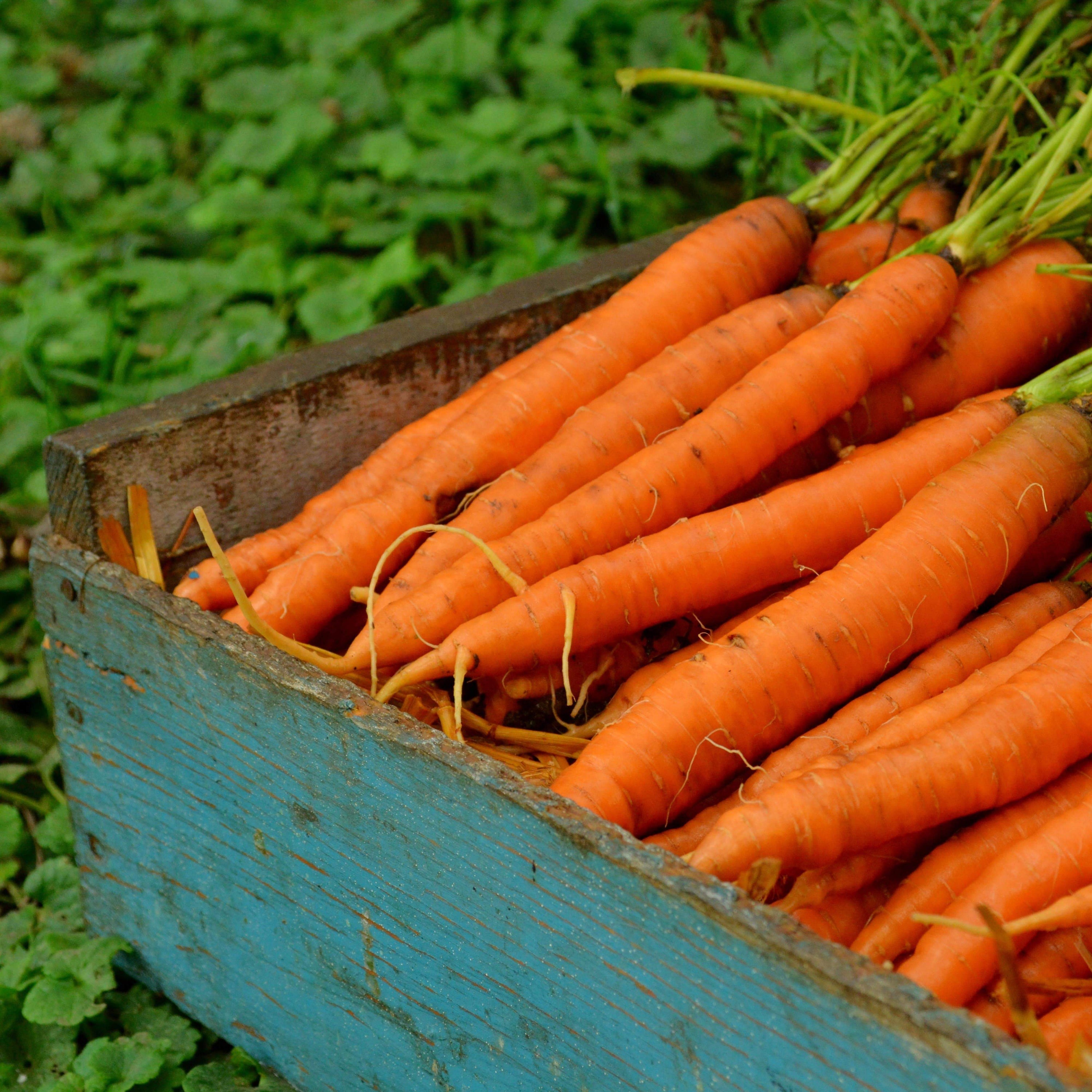 German Giant Radish - Thresh Seed Co.