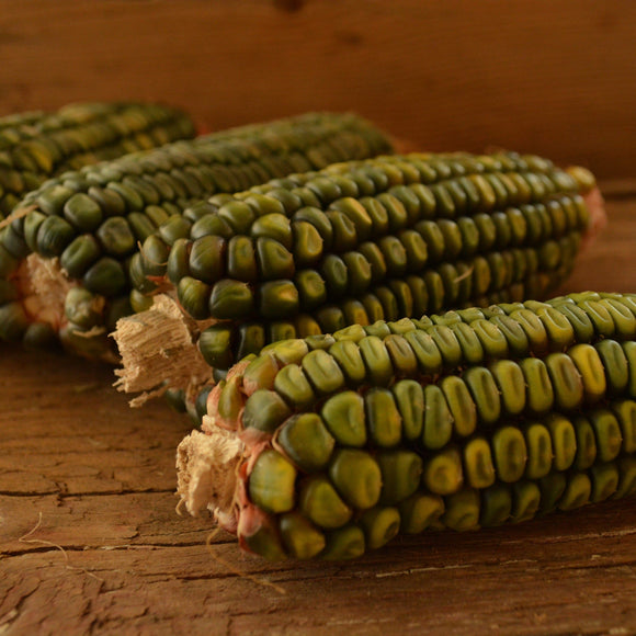 Oaxacan Green Corn - Thresh Seed Co.