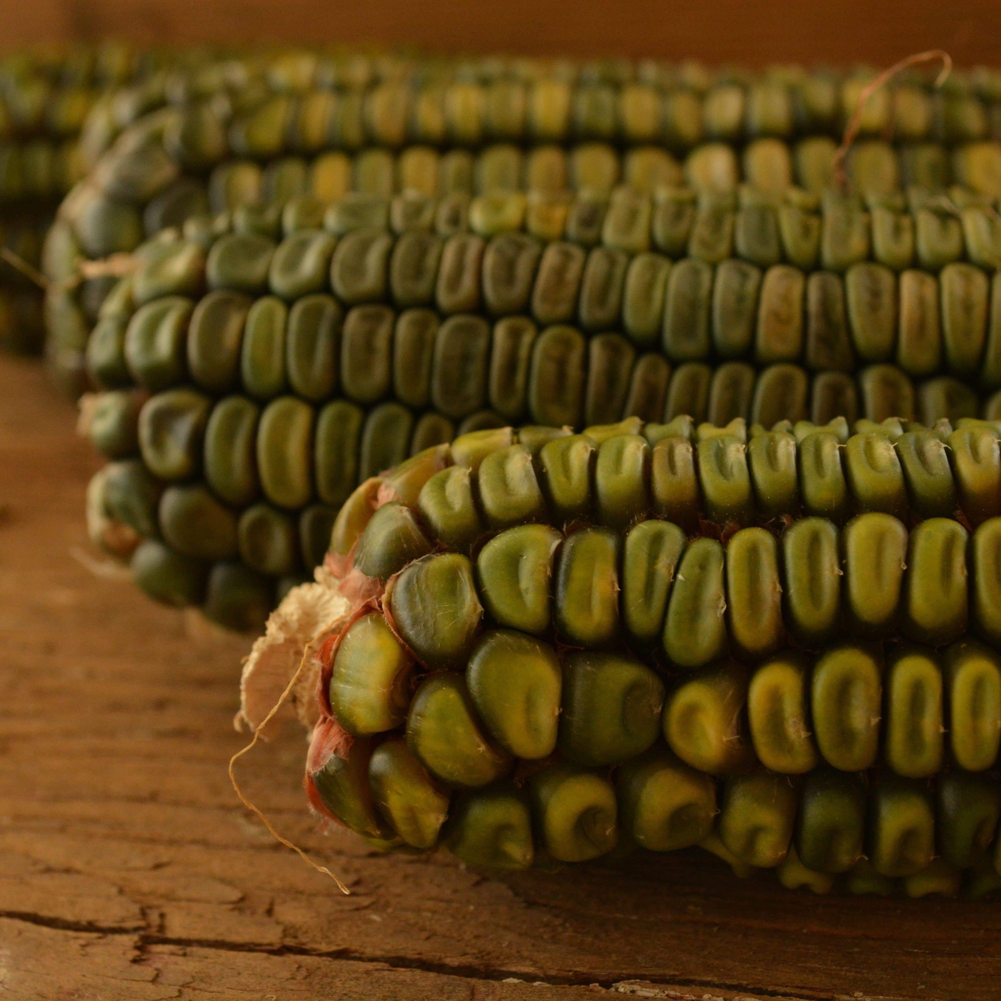 Oaxacan Green Corn (Strubbe's Green Dent) - Thresh Seed Co.