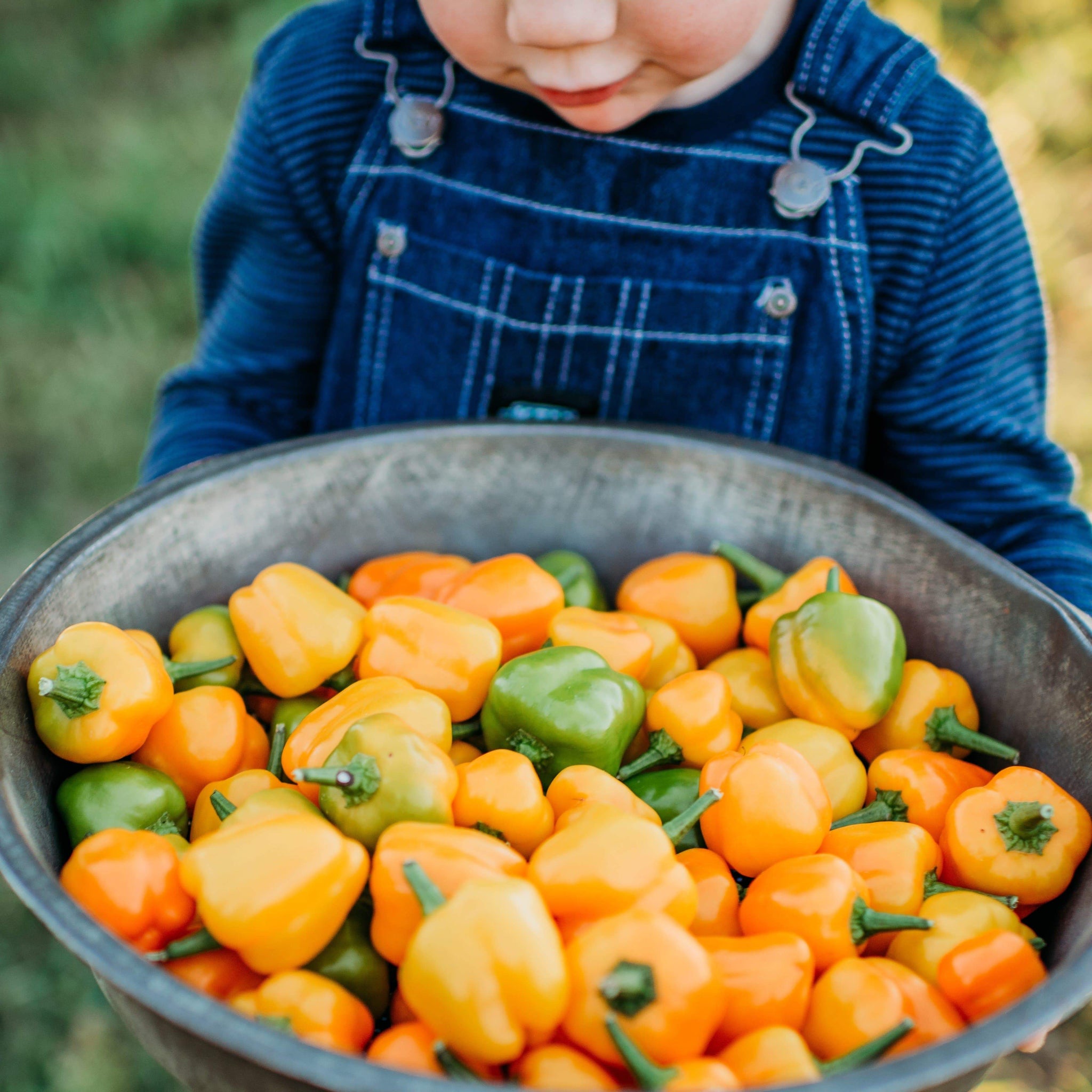 Orange Mini Bell Pepper - Thresh Seed Co.